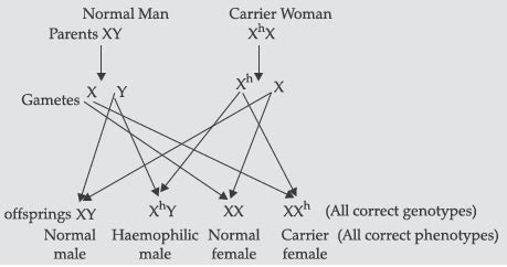 Principles Of Inheritance And Variation Questions Class 12 Biology