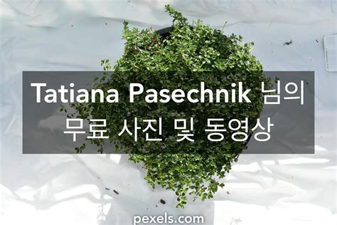 Tatiana Pasechnik 사진
