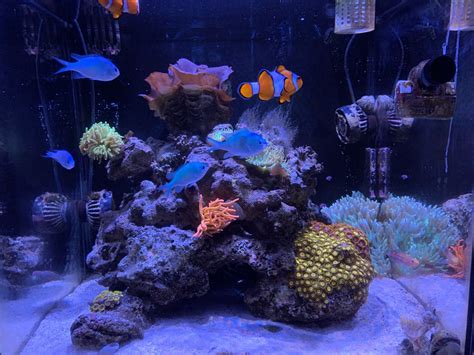 Id And Treatment For Red Stringy Wiry Algae Please Reef2reef