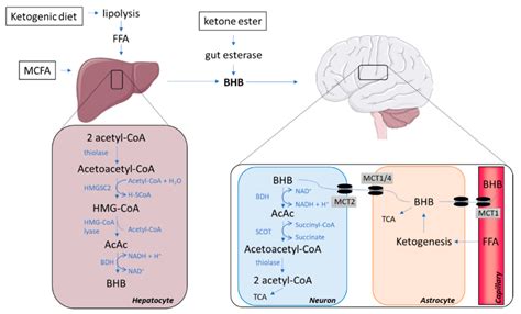 Ketones Key Examples And Benefits Explained
