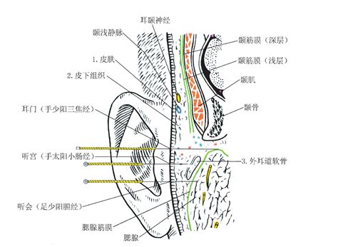 二十八耳门TE 21 中医腧穴解剖