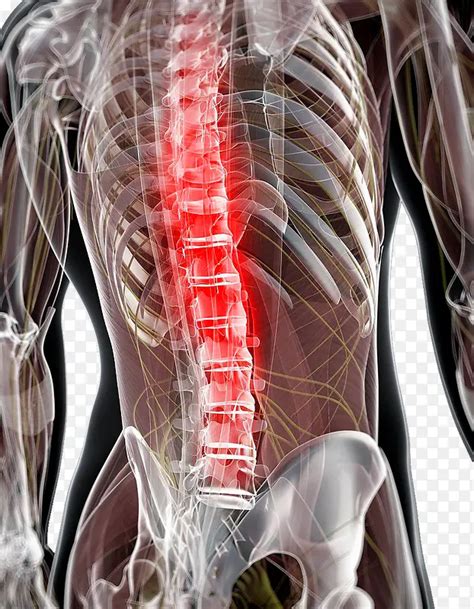 学习研究的脊椎图png图片素材下载图片编号ymolnday 免抠素材网