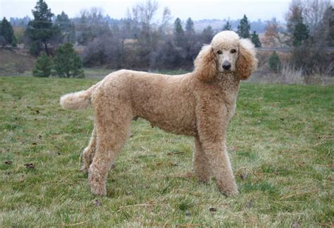 What Is A Poodle Cut