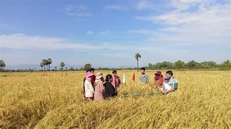 သရက်ချောင်းမြို့နယ်တွင် မိုးစပါးစံပြကွက်ရိတ်သိမ်းပွဲပြုလုပ
