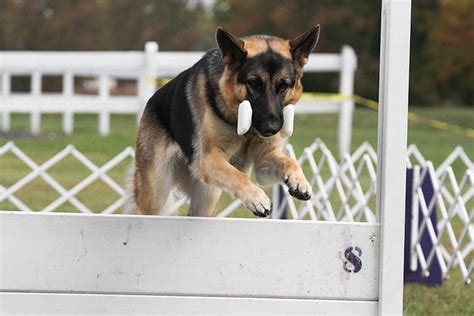 German Shepherd Training German Shepherd Protection Training