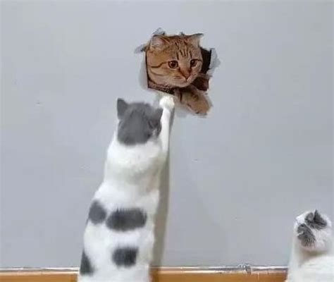 主人在墙上画了只橘猫家里两只猫咪不淡定了别怕我救你出来 宠界新闻