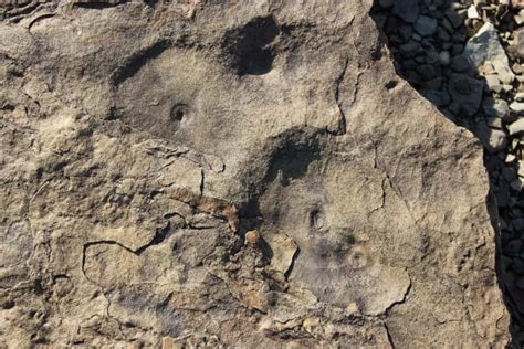 Worlds First Mass Extinction Might Have Been Caused By Animals