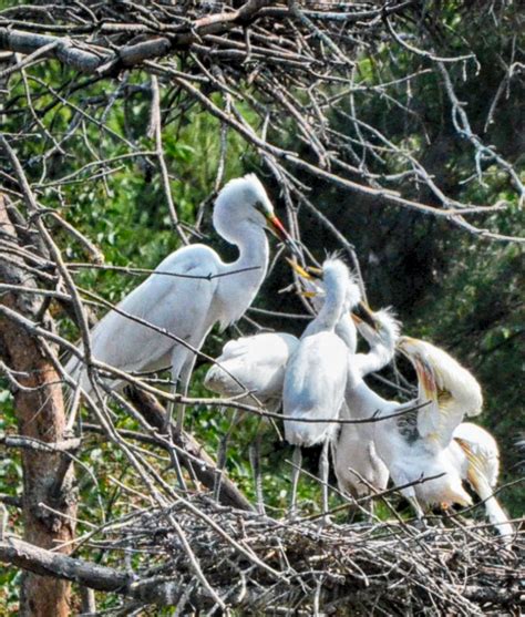 백로와 왜가리 구별법 Feat 상석리백로서식지 여행자의 집