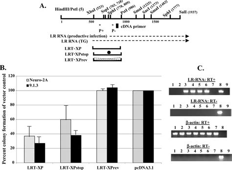 Analysis Of The Xbai Psti Fragment For Growth Inhibitory Functions A