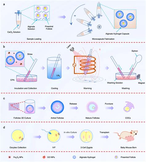 Microencapsulation And Nanowar Image Eurekalert Science News Releases Microencapsulation And Nanowar Image Eurekalert Science News Releases