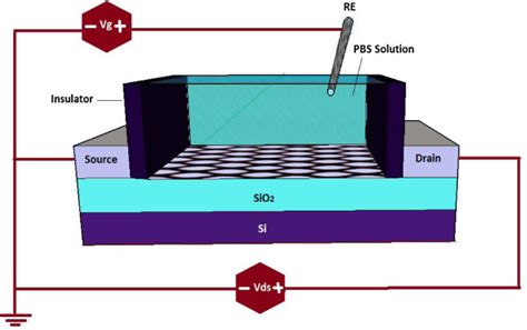 Schematics Of Dna Sensor Structure Download Scientific Diagram