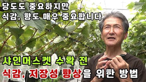 샤인머스켓 수확 전 식감 저장성 향상을 위한 방법 Youtube