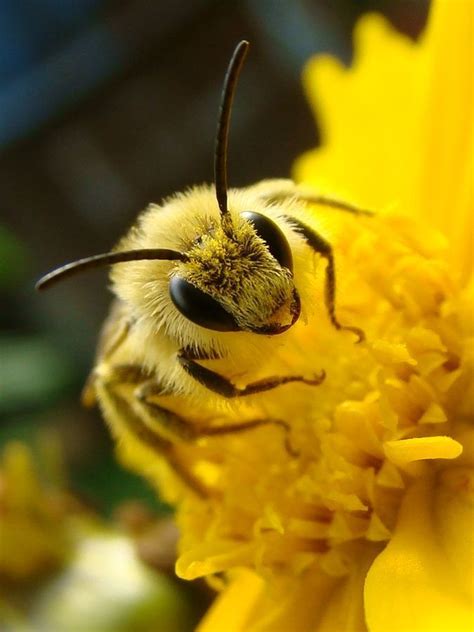From Flower To Flower Beautiful Photos Of Bees Pollinating Garden