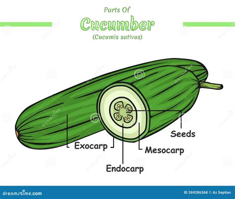 Cucumber Structure Vector Illustration Stock Vector Illustration Of