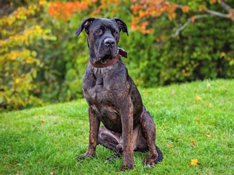 Are Cane Corsos Affectionate