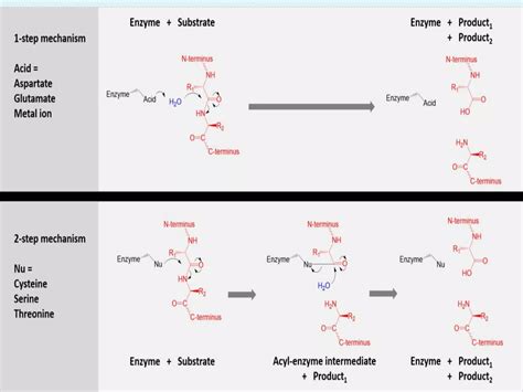Protease Enzyme Application In Food Processing Pptx