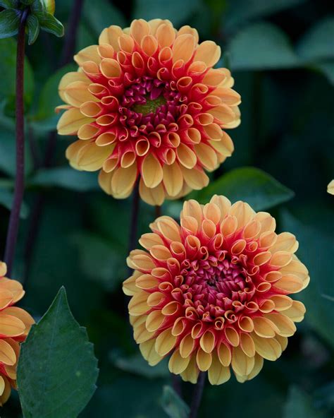 Dahlia American Sunset Tubers Buy Online At Farmer Gracy Uk