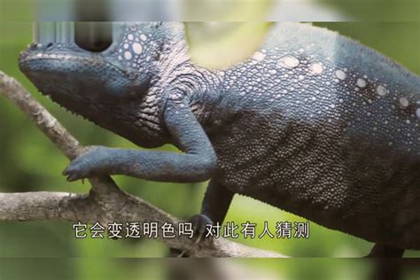 变色龙喜欢变色遇到水会变成什么样结果超乎想象