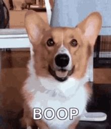 Boop Nose S Tenor