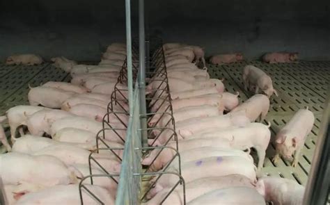 液态料饲喂能否全面替代干料饲喂？ 知乎