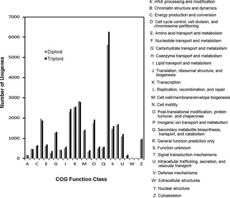 Comparative Analysis Of Testis Transcriptomes From Triploid And Fertile