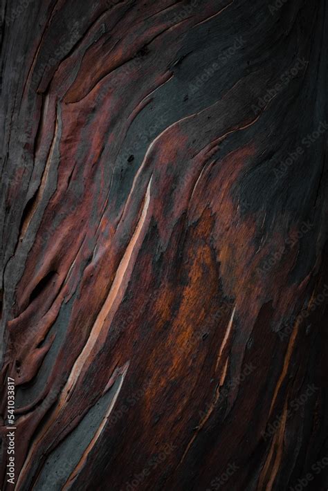 Tree Texture Unclose Growing Red Wood Stock Photo Adobe Stock