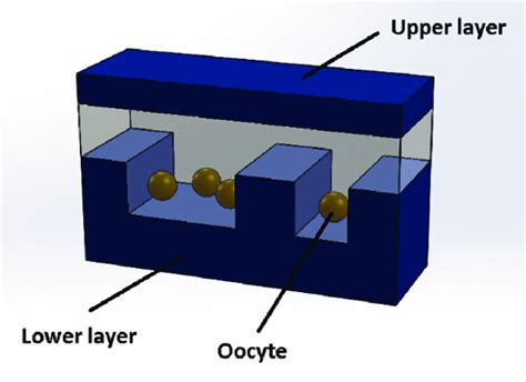 cross section view of the two layer microfluidic device not in scale