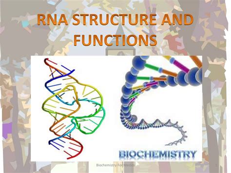 RNA Structures Types And Functions PPTX