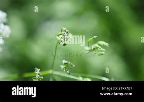 Cow Parsnip Weed Poisonous Plant Stock Videos And Footage Hd And 4k Video Clips Alamy