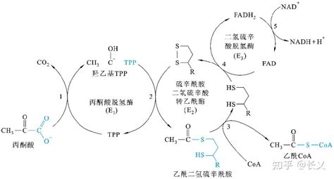 糖酵解 知乎
