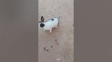 أرنب كيوت Youtube