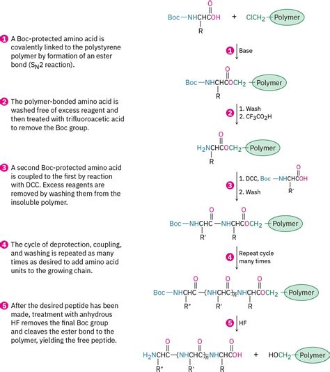 26 8 Automated Peptide Synthesis The Merrifield Solid Phase Method