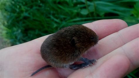 Заблудился маленький мышонок в поле - YouTube