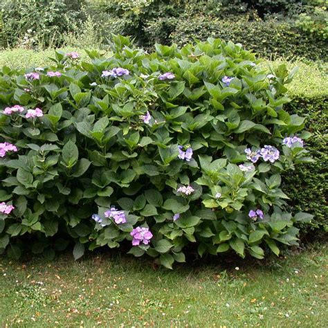 Hydrangea Mac Tellerhybriden Houtmeyers Plantencentrum En