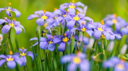 How To Plant Grow And Care For Blue Eyed Grass