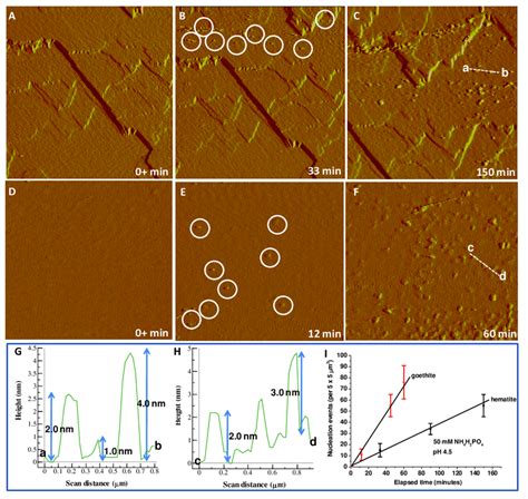 Afm Time Sequence Deflection Images Showing In Situ Nucleation Download Scientific Diagram