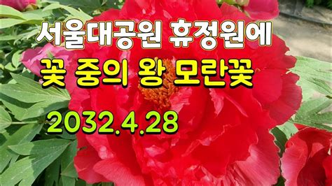 서울대공원 휴정원 꽃 중의꽃 모란꽃 사랑 시시 때때로 찾는 사람들 Youtube