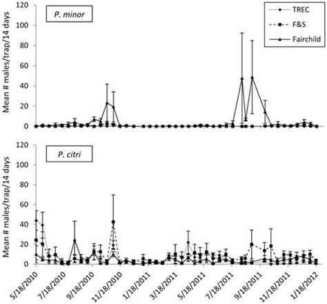 Developing Detection And Monitoring Strategies For Planococcus Minor Hemiptera Pseudococcidae
