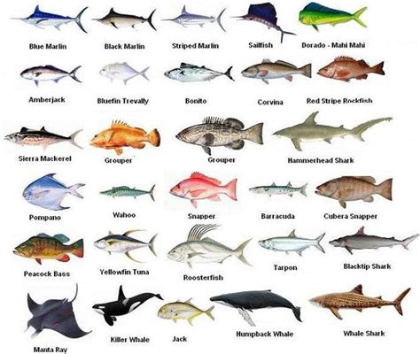 10 Nombres De Peces Vertebrados