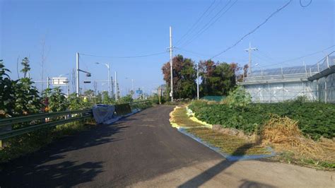 공동묘지 참깨와 강정포구밭 고추와 녹두수확