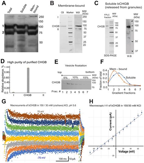 Frontiers Chromogranin B Chgb Is Dimorphic And Responsible For