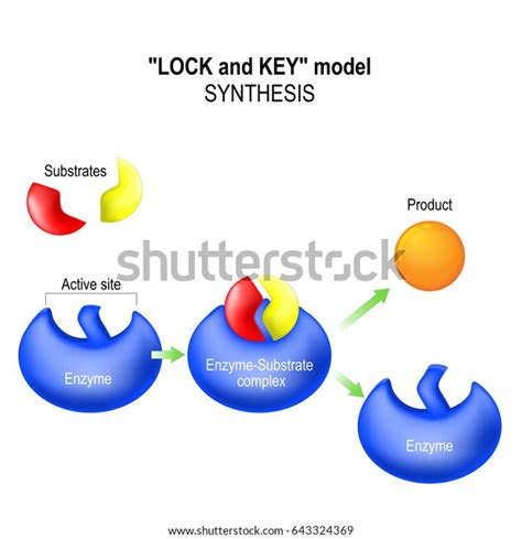 Enzyme Lock Key Model Synthesis Metabolic Stock Illustration 643324369