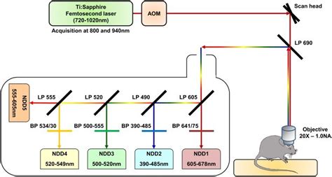 Schematic Representation Of The Two Photon Microscopy Setup The Download Scientific Diagram
