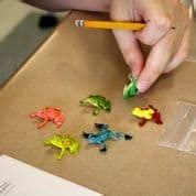 What Is It Dichotomous Keys Science Take Out