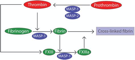 Fibrinogen Cascade