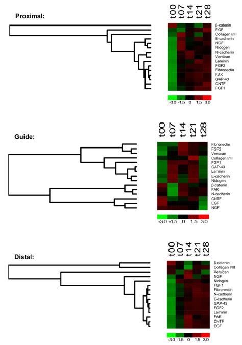 Hierarchical Clustering Analysis In Heatmap Format Proximal A Download Scientific Diagram