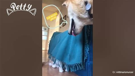 「絶対笑う」最高におもしろ 猫のハプニング 失敗動画集・かわいい猫 560 動物（犬・猫 他色々）【まとめ動画】