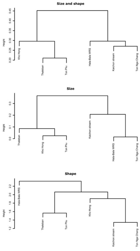 Clustering Of Populations Based On Size And Shape Size And Shape