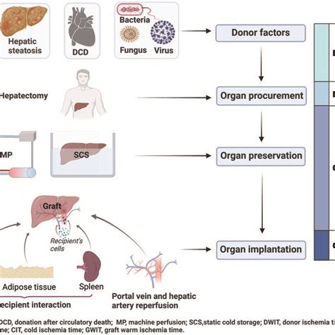Clinical Factors That Influence Graft Quality During The Entire Process