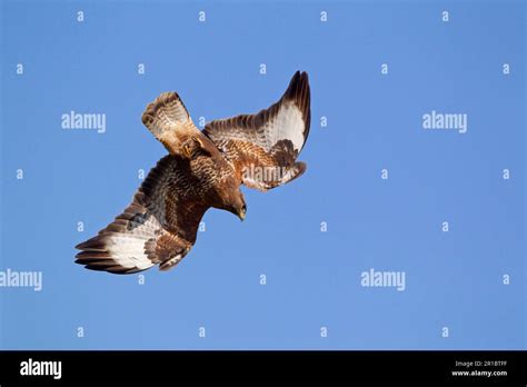 Common Buzzard Steppe Buzzards Buteo Buteo Buzzards Birds Of Prey